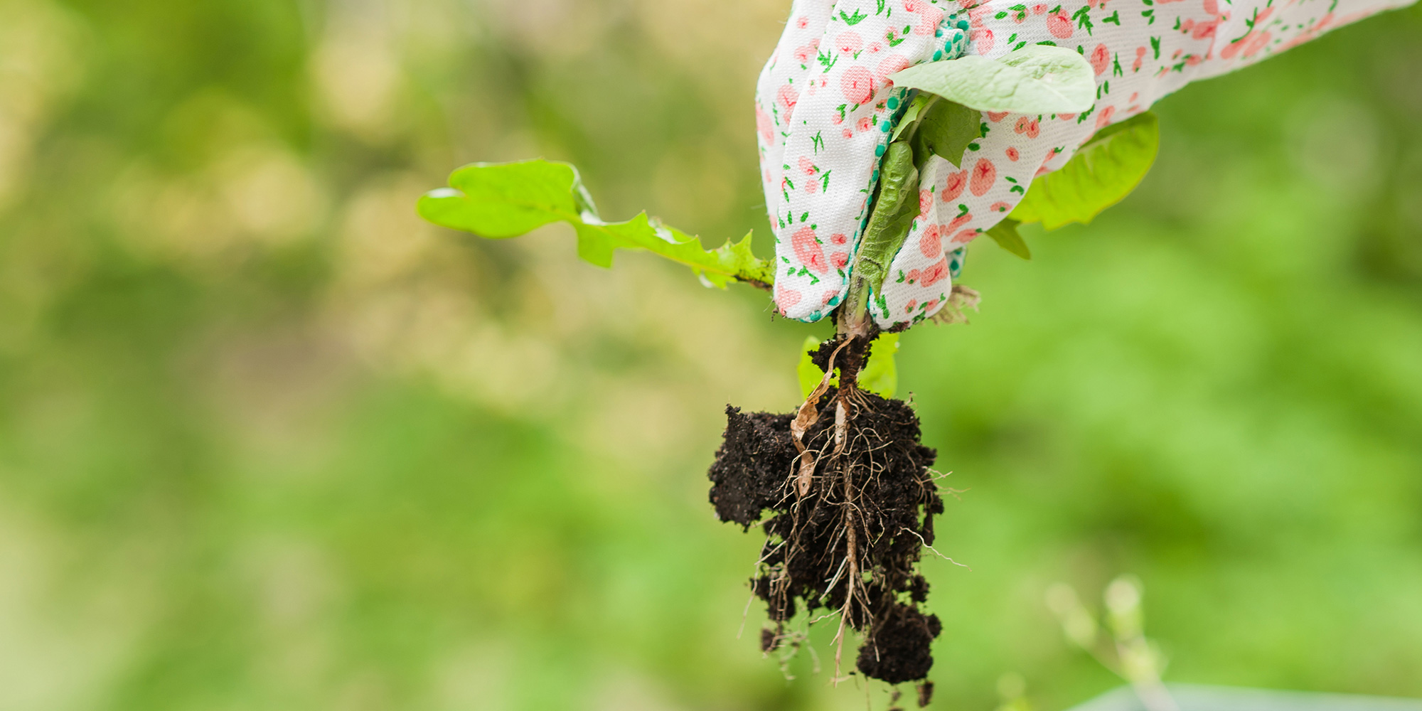 Slik kvitter du deg med ugresset